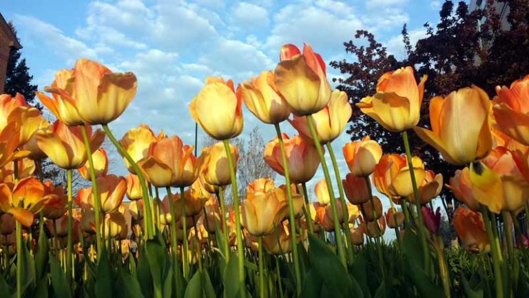 100+ Unique Spring Things to Do in Michigan This Year [2026]