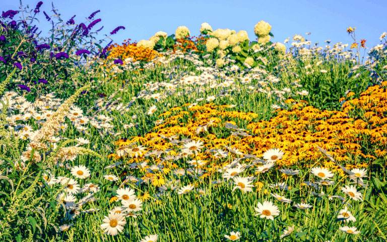 7 Michigan Wildflowers to Find & Enjoy this Year