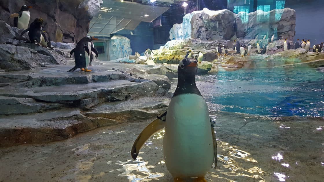 2026 AWESOME Guide to the Detroit Zoo