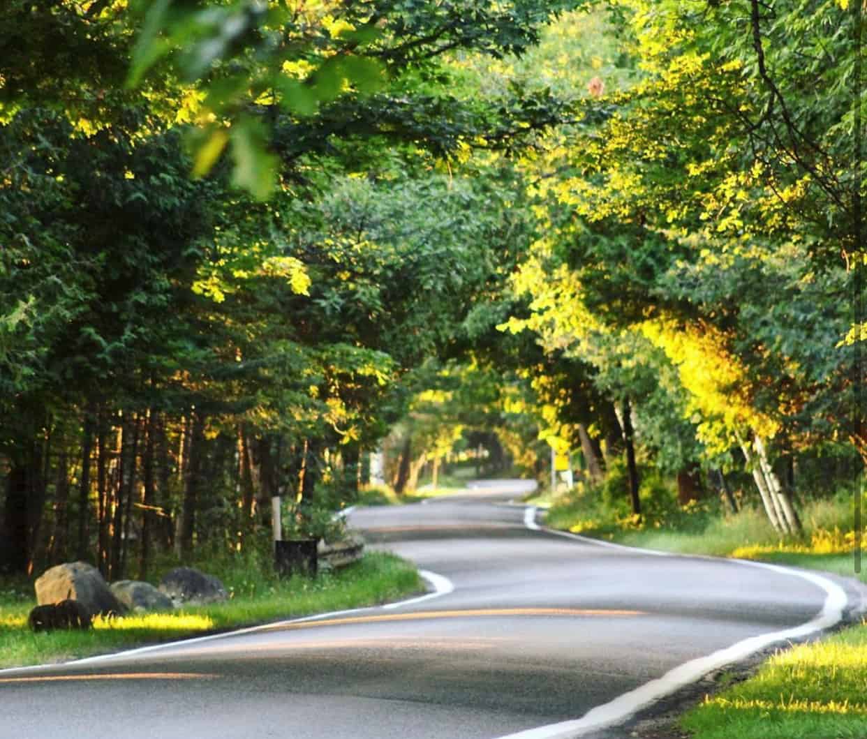 Ultimate 2021 Guide to the Tunnel of Trees Michigan M-119
