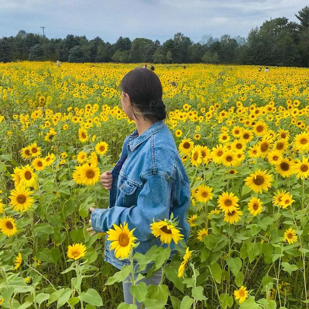 Soak Up the Scenery at These Incredible Sunflower Fields in Michigan