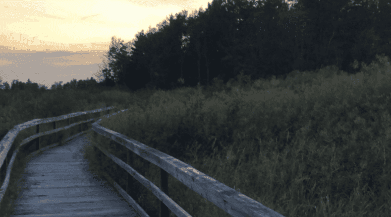 Hike the Heritage Nature Trail in Cadillac's William Mitchell State Park