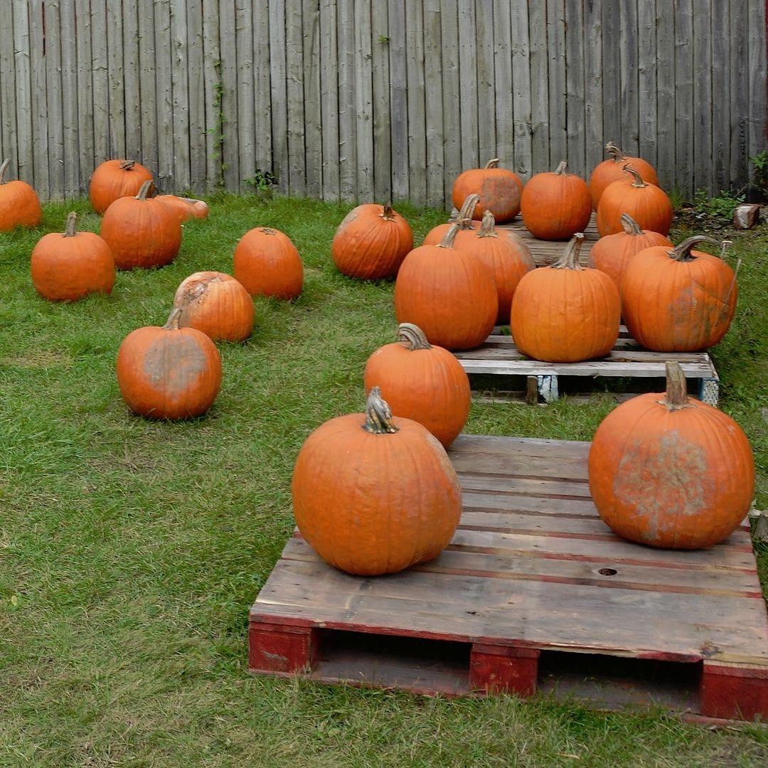 Pick a Perfect Pumpkin | Top Metro Detroit Pumpkin Patches