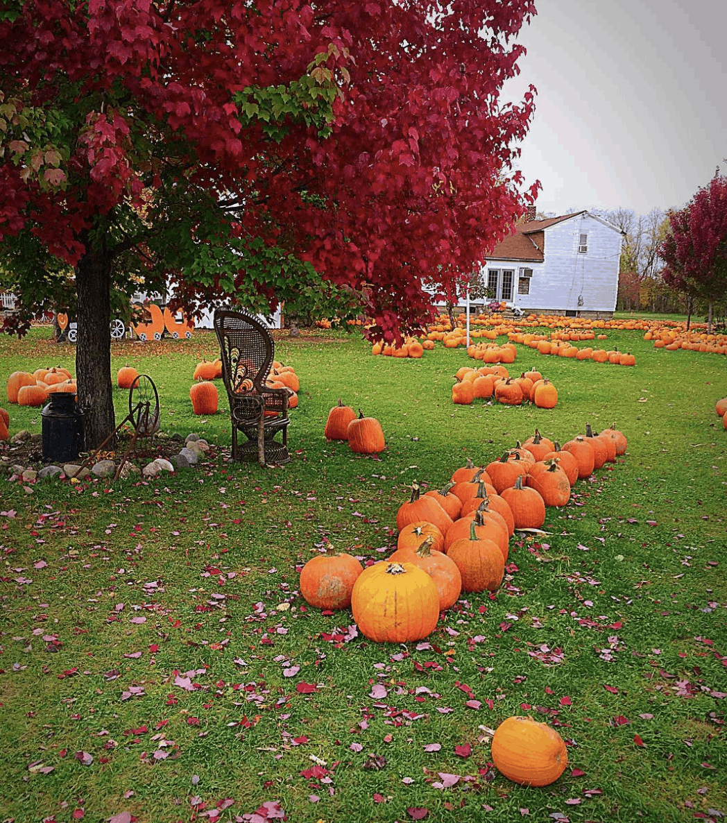 Pick a Perfect Pumpkin | Top Metro Detroit Pumpkin Patches