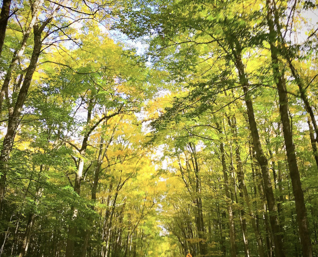 2024 AWESOME Guide to M-119 Tunnel of Trees Michigan