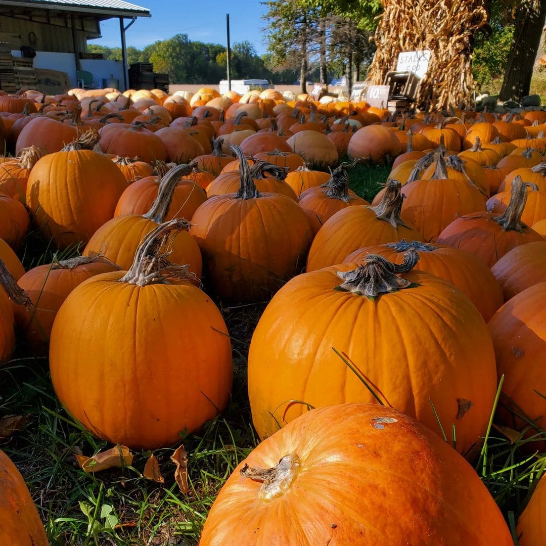 10 BEST Apple Orchards & Cider Mills Near Jackson Michigan