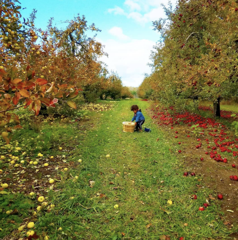 10 AWESOME Mid-Michigan Apple Orchards & Cider Mills