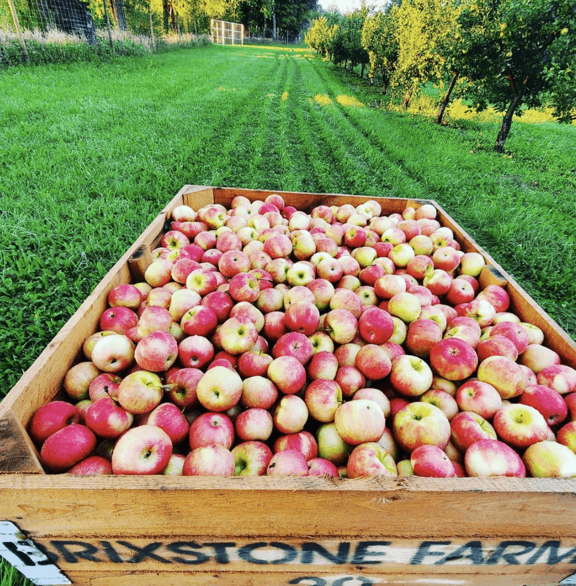 10 BEST Northern Michigan Apple Orchards & Cider Mills