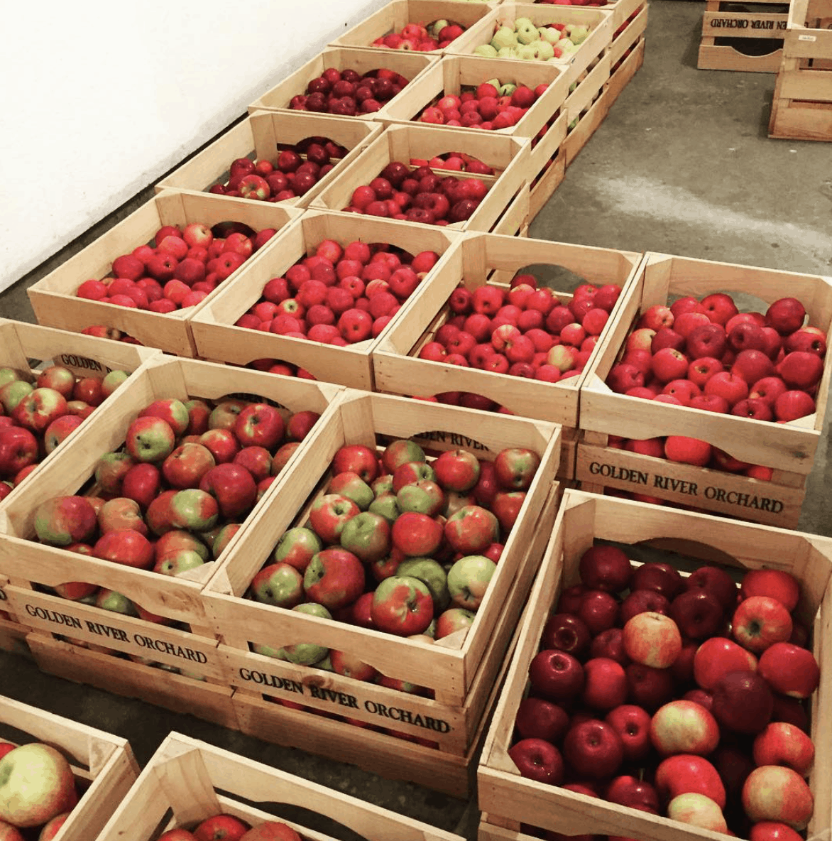 10 BEST Northern Michigan Apple Orchards & Cider Mills