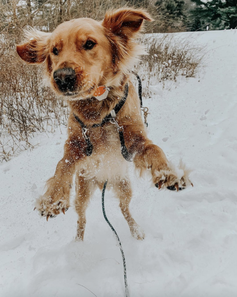 27 Frosty Places for Snowshoeing in Michigan With Scenic Views