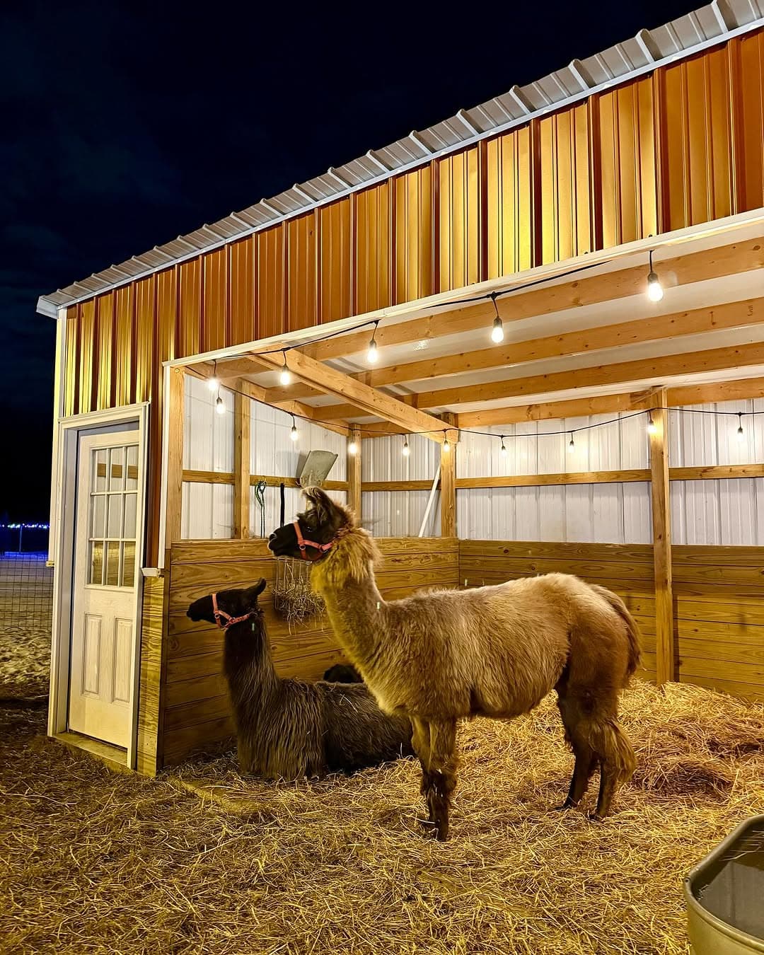 5 Ways to Have More Fun at Bowers Farm Winter Park in Metro Detroit
