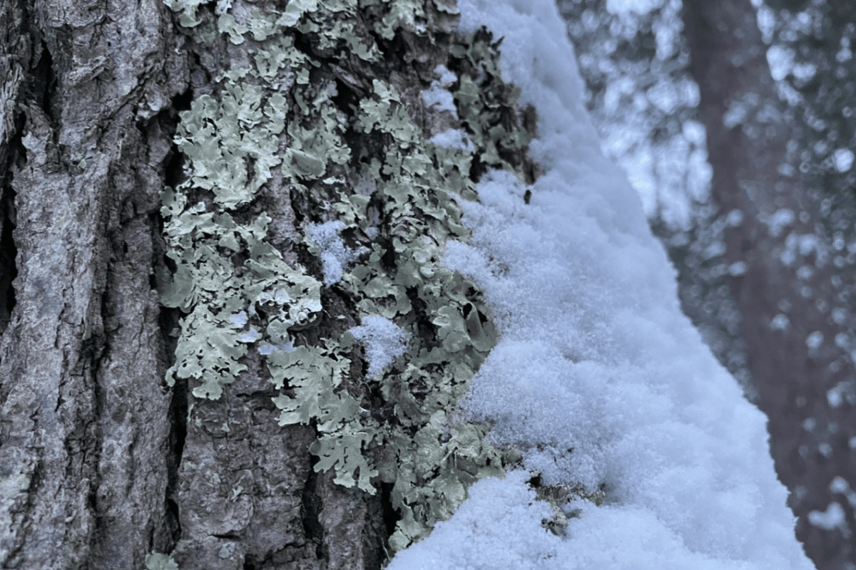 Winter Beauty & Solitude on the Songbird Trail in Marquette