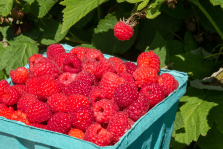 25+ Best Places for U-Pick Fruit in Michigan This Summer
