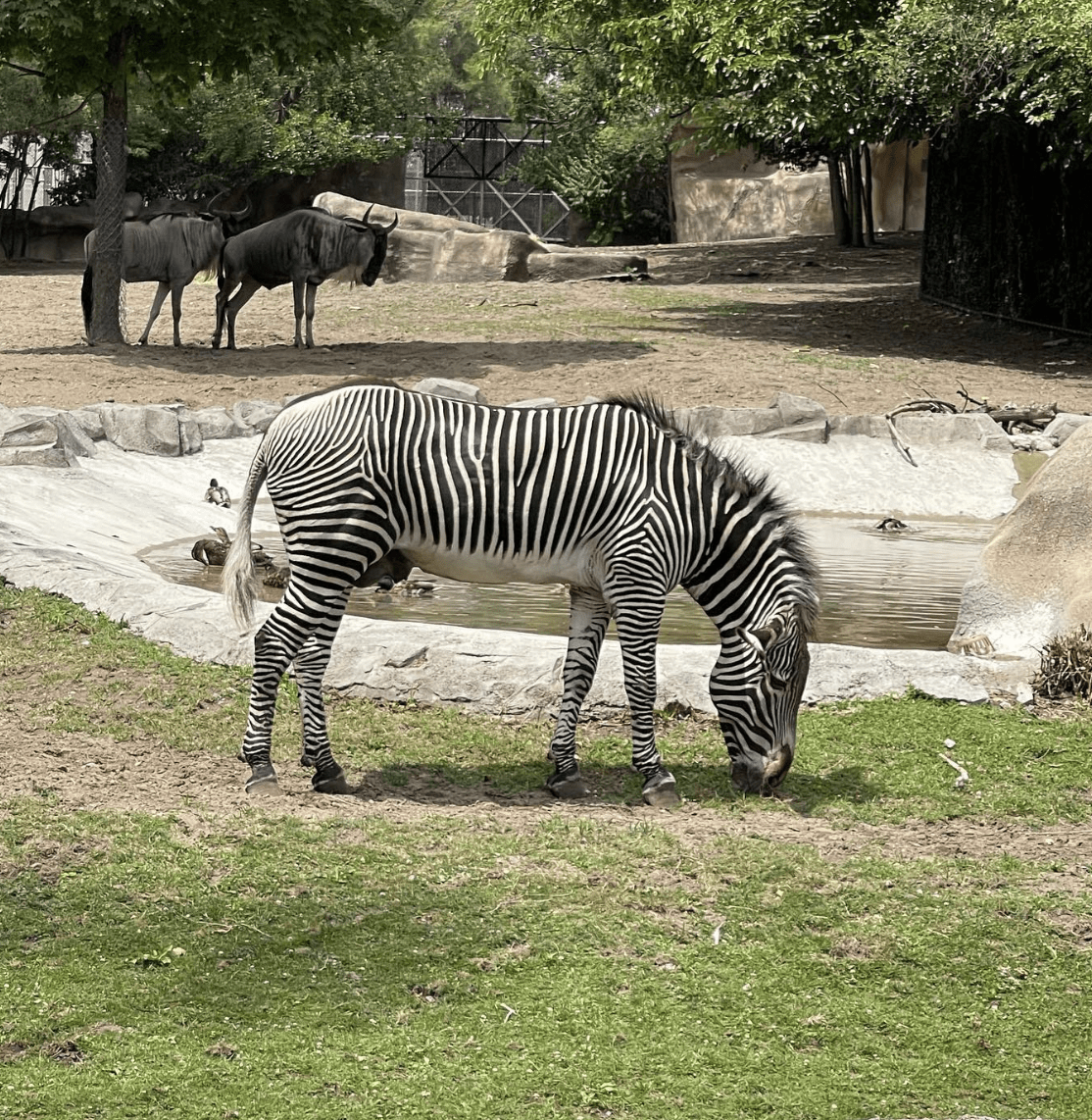 2026 AWESOME Guide to the Detroit Zoo
