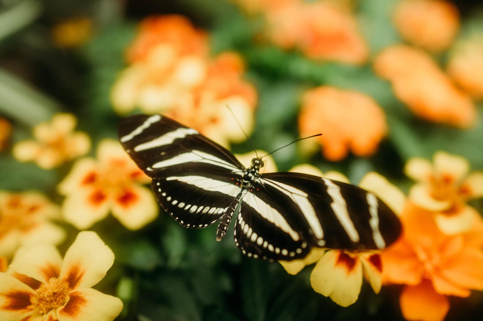 100 Exciting Michigan Spring Festivals & Events in 2026