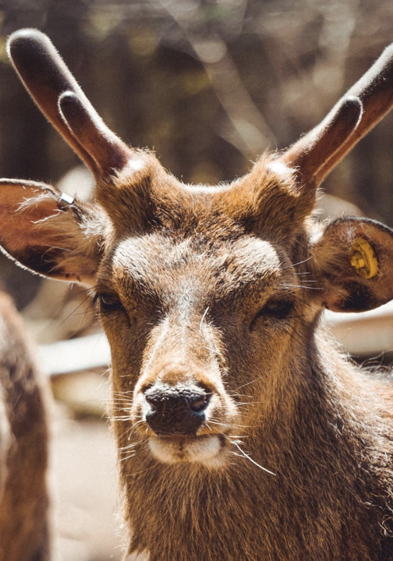 The 20 Best Zoos and Aquariums to Visit in Michigan