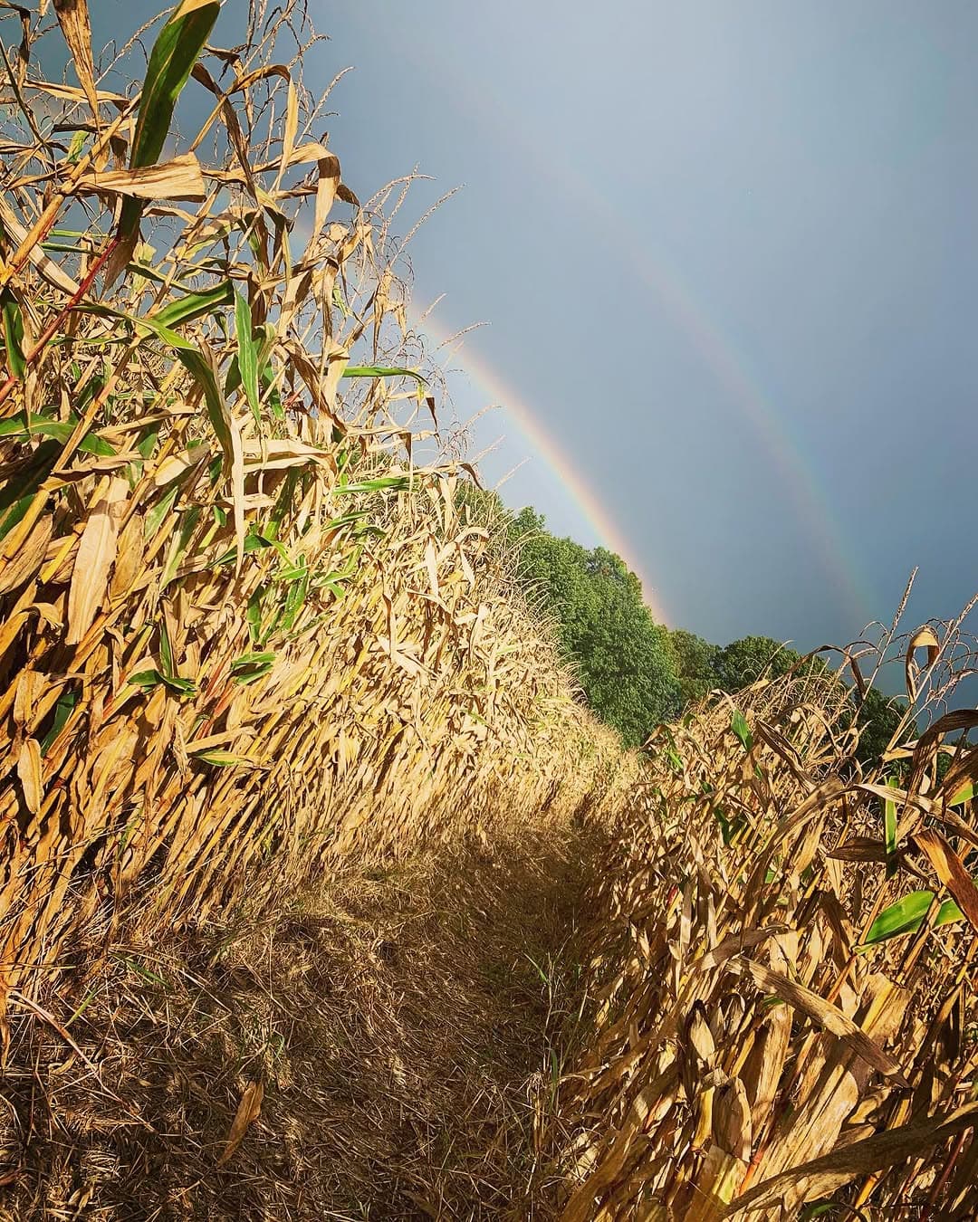 18 BEST Corn Mazes in Michigan [Updated 2026]