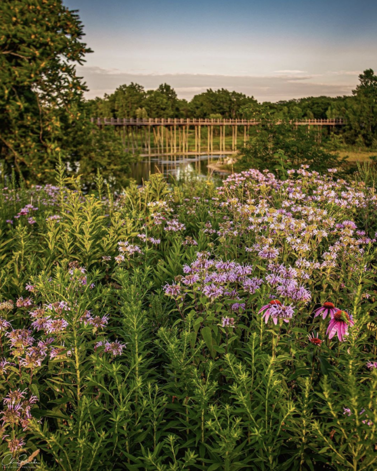 2022 ULTIMATE Guide to Millennium Park Grand Rapids