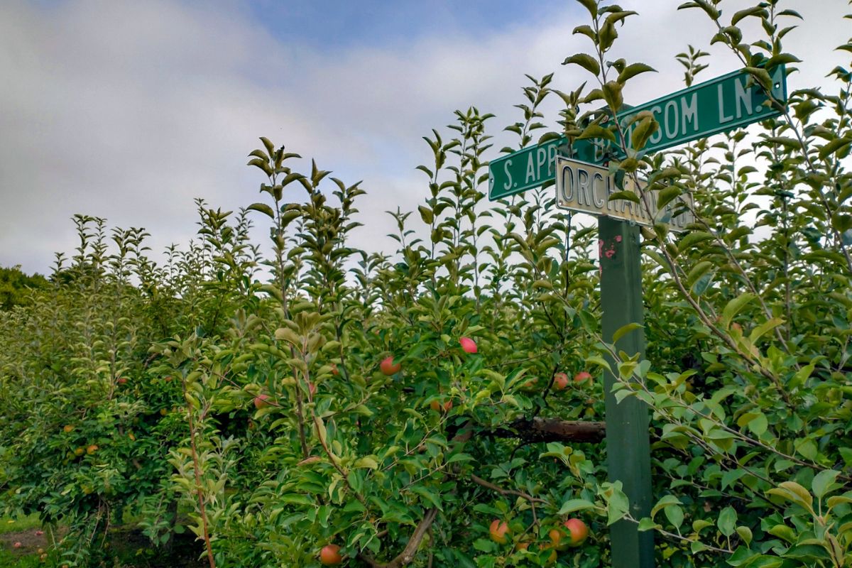 25+ Best Places for U-Pick Fruit in Michigan This Summer