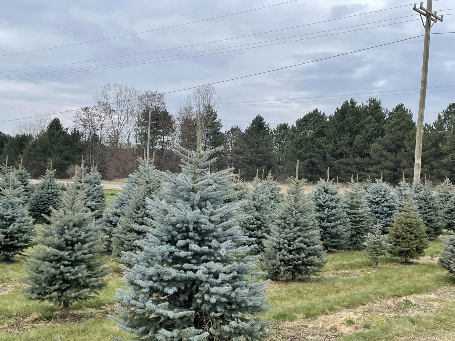 14 BEST U-Cut & Pre-Cut Christmas Tree Farms in Michigan