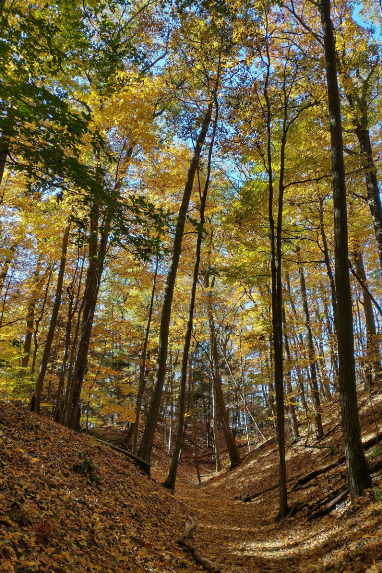 3 Beautiful Fall Trails in Southwest Michigan