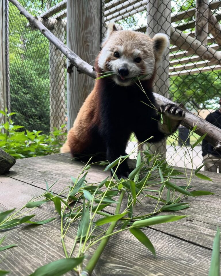 18 Amazing Aquariums & Unique Zoos to Explore in Michigan