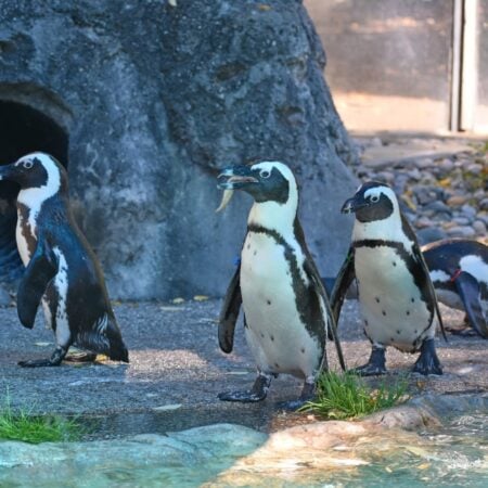 18 Amazing Aquariums & Unique Zoos to Explore in Michigan