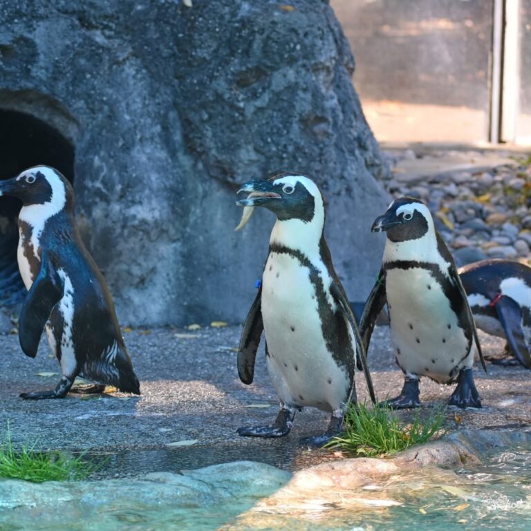18 Amazing Aquariums & Unique Zoos to Explore in Michigan