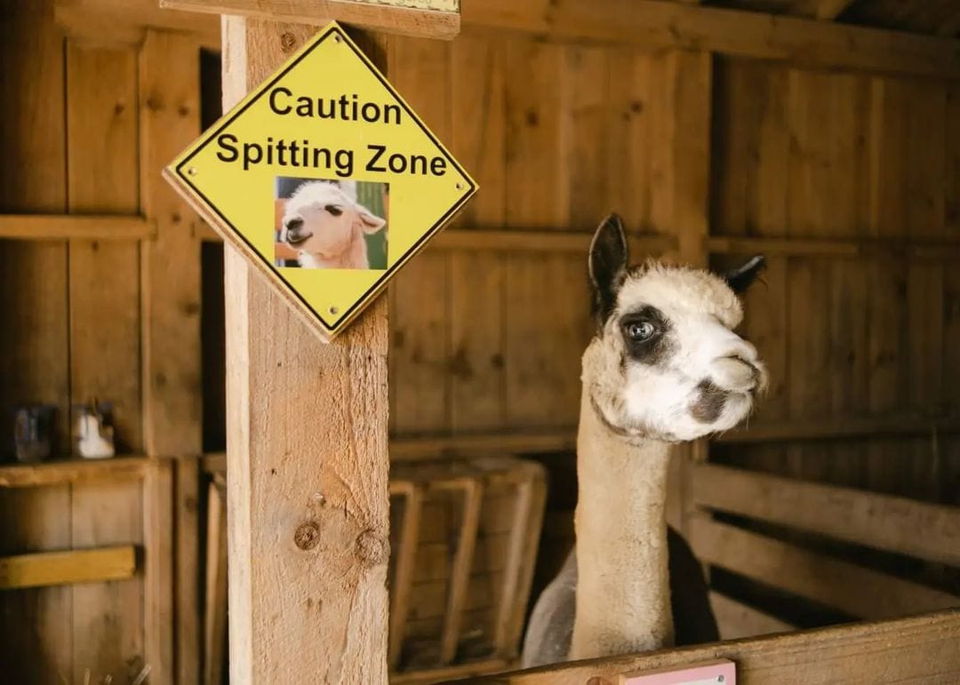 Lewis Adventure Farm and Zoo | A Fun Family Day in New Era