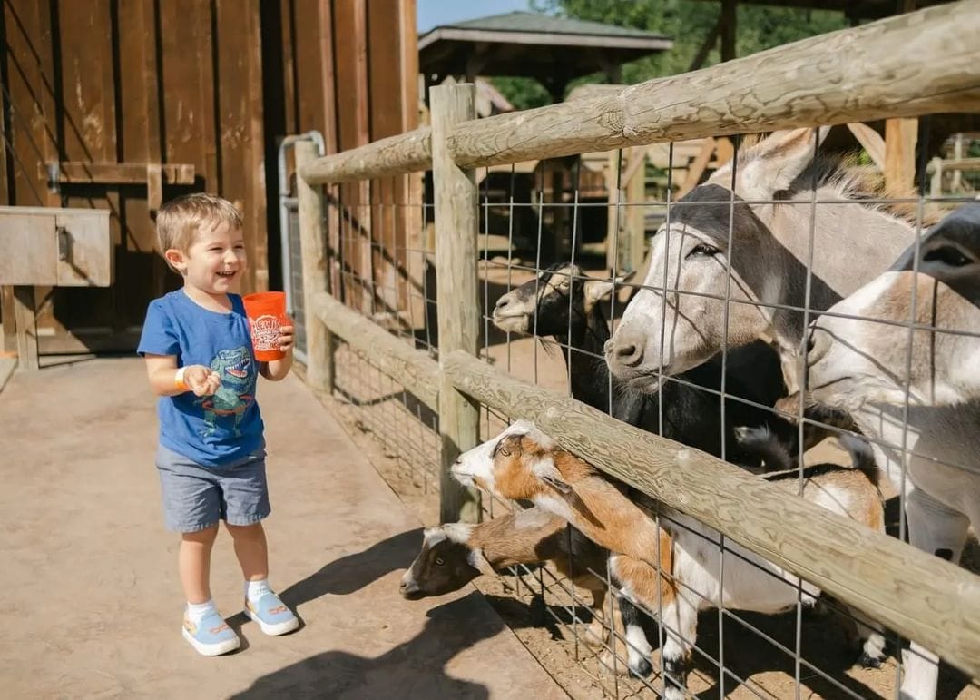 Lewis Adventure Farm and Zoo | A Fun Family Day in New Era