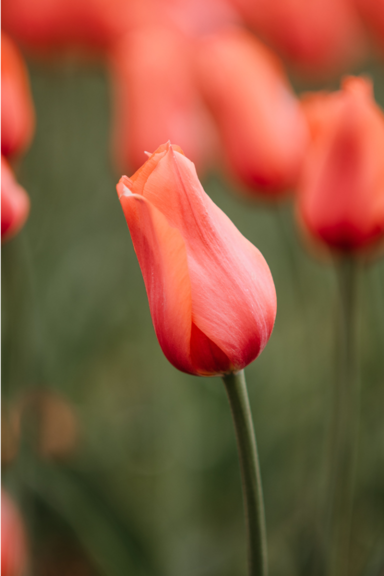 Use These Insider Tips to Capture Stunning Photos Without Crowds at ...