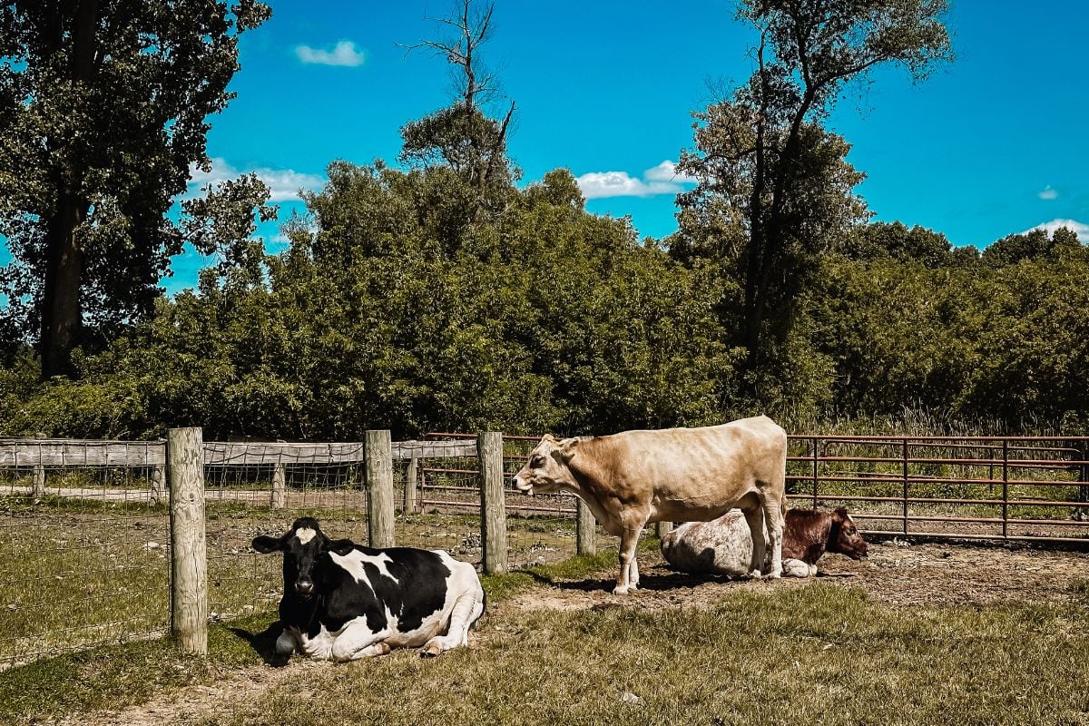 Go Horseback Riding & More in the Charming Small Town of Milford, Michigan