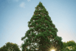 Marvel at These Michigan Giant Sequoia Trees in Manistee
