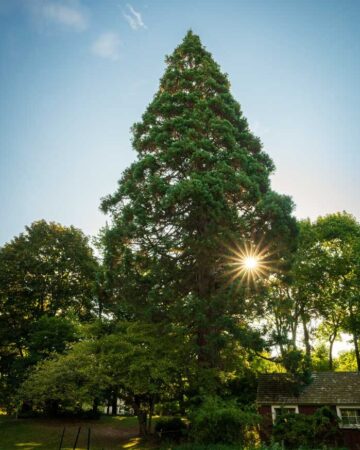Marvel at These Michigan Giant Sequoia Trees in Manistee