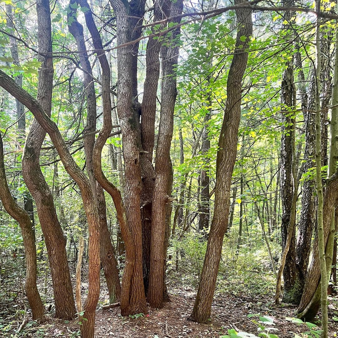 Explore Nature's History at 12 Michigan Old Growth Forests