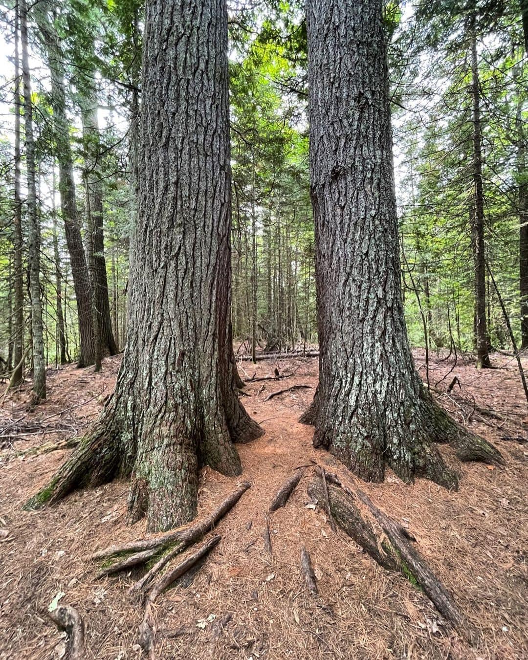 Explore Nature's History at 12 Michigan Old Growth Forests