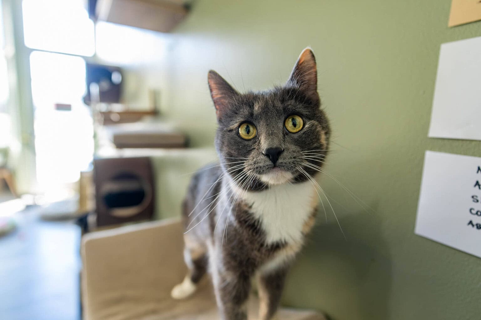 11 Purr-fect Cat Cafes in Michigan
