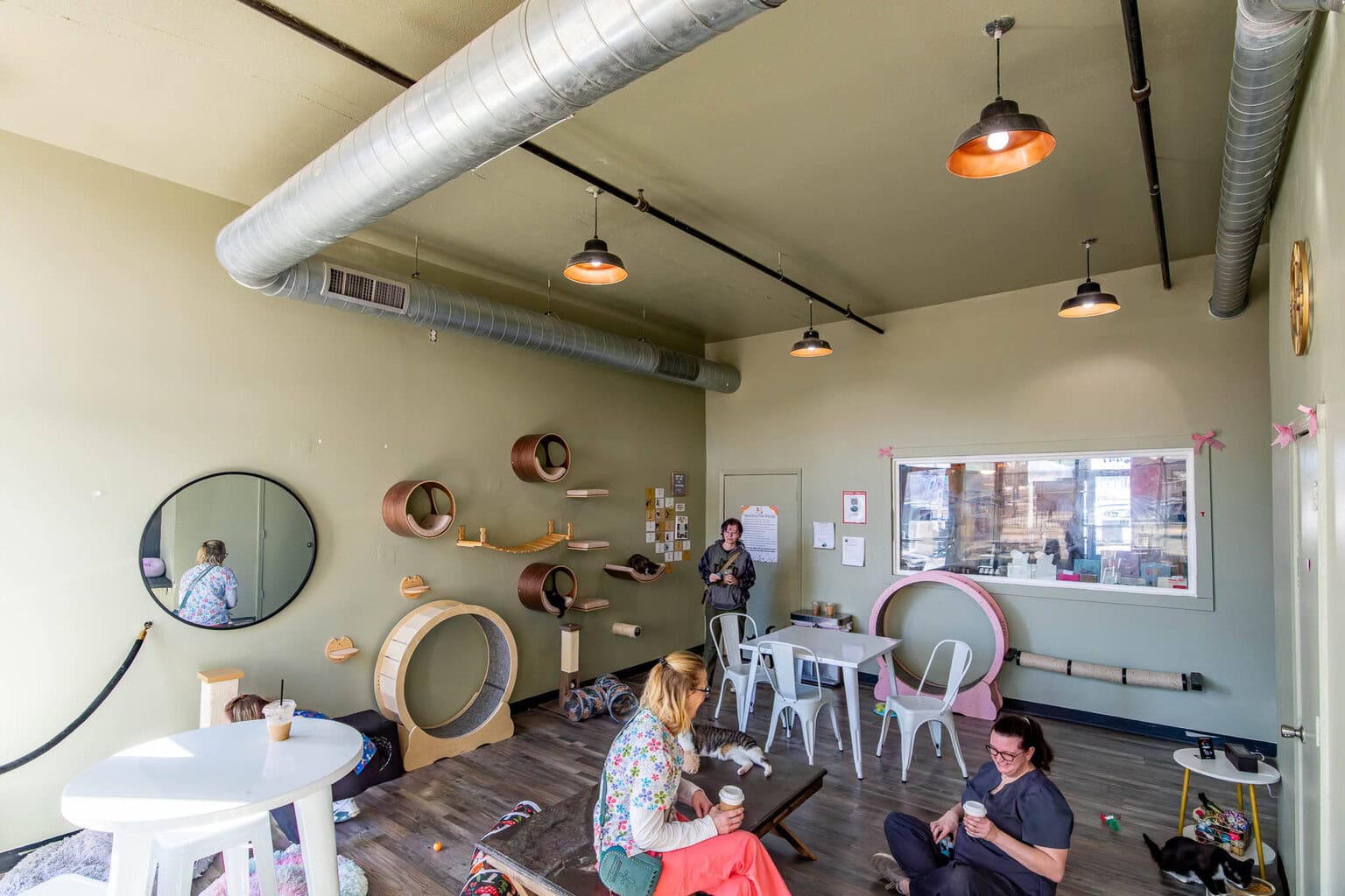 11 Purr-fect Cat Cafes in Michigan
