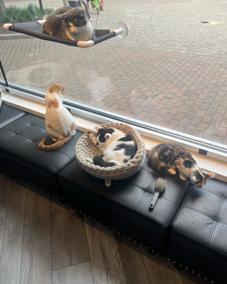 11 Purr-fect Cat Cafes in Michigan