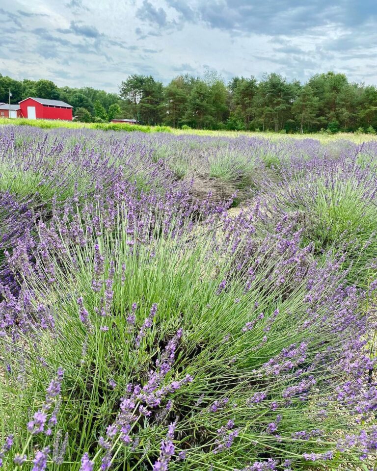 Find Serenity at These 22 Lavender Farms in Michigan