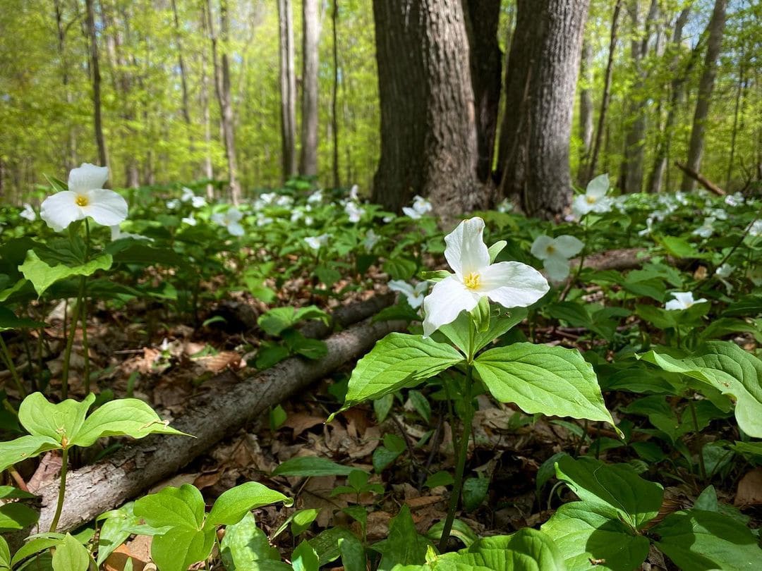 The Best Spots in Michigan to Find Trillium in Michigan This Spring