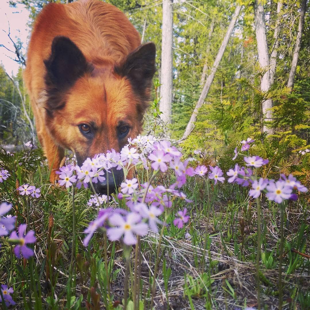 Discover Alpena: A Beautiful Nature Paradise in Northeast Lower Michigan