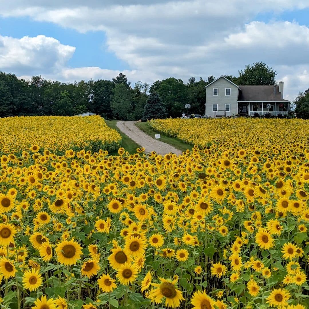 Soak Up the Scenery at These Incredible Sunflower Fields in Michigan