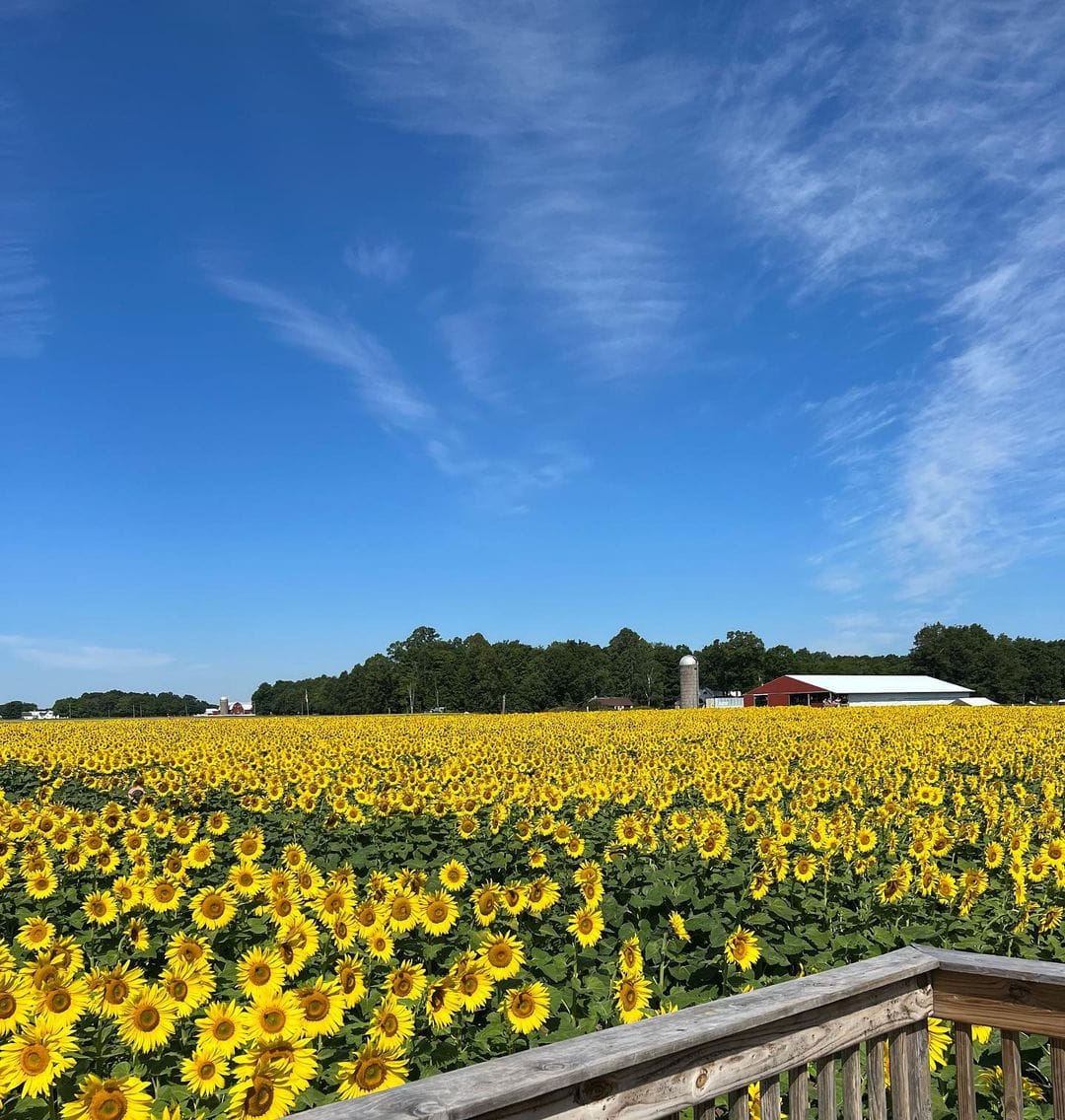 Soak Up the Scenery at These Incredible Sunflower Fields in Michigan