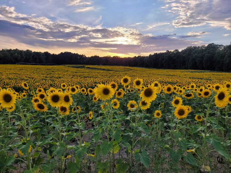 Soak Up the Scenery at These Incredible Sunflower Fields in Michigan