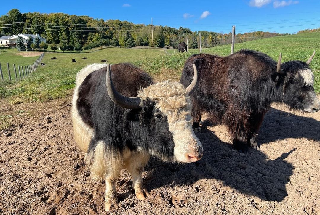 Discover the Delights of This Tibetan Yak and Petting Farm in Northern ...