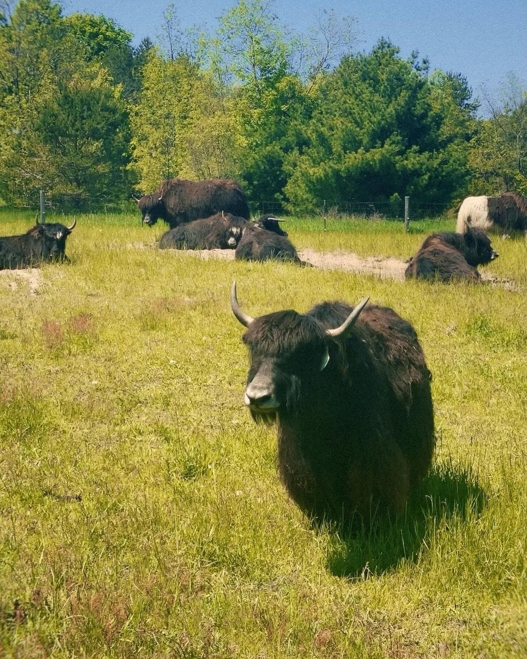 Discover the Delights of This Tibetan Yak and Petting Farm in Northern ...