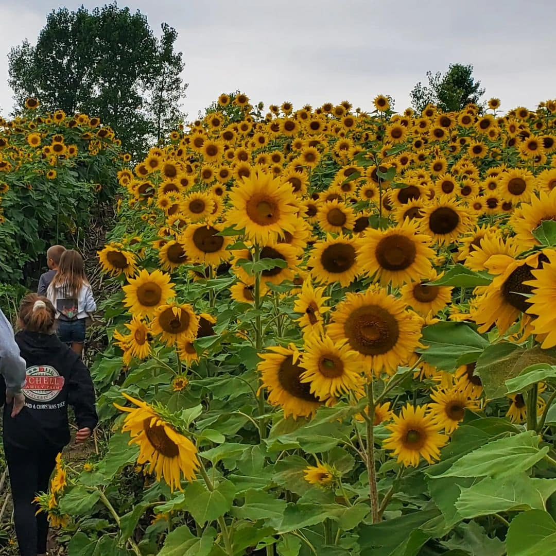 Soak Up the Scenery at These Incredible Sunflower Fields in Michigan