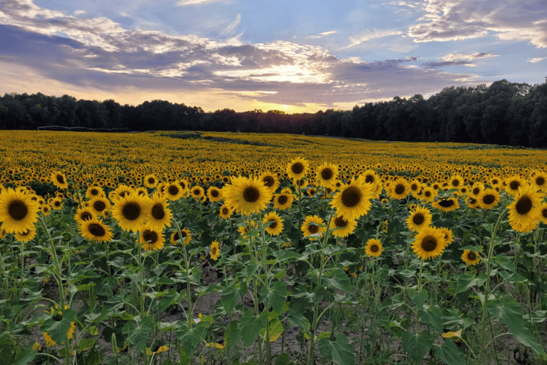 Soak Up the Scenery at These Incredible Sunflower Fields in Michigan