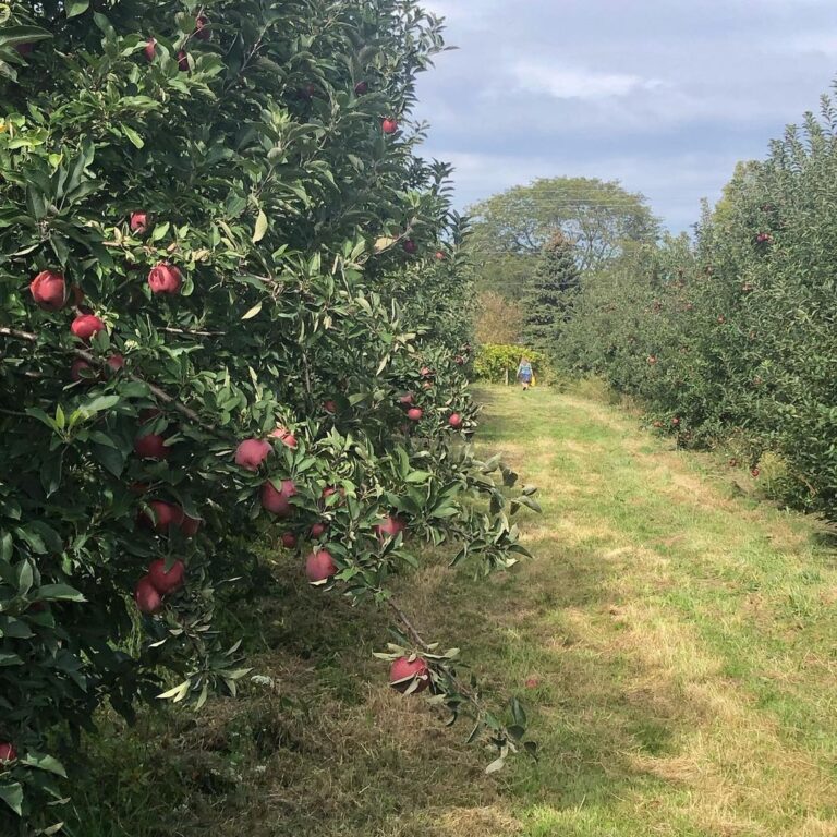 Where are the Best U-Pick Apple Orchards in Michigan?